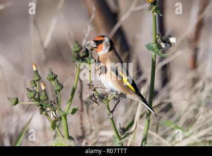European Goldfinch (Fringillidae Stock Photo - Alamy