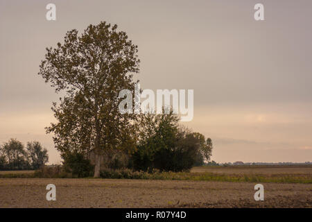 Large tree, plane tree, immersed in a unique and evocative countryside ...