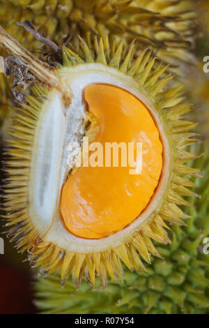 Exotic red colored durian native to the jungle of Sabah Malaysian ...