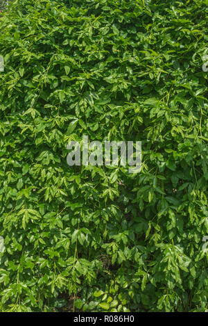 Leaves of Laburnum / possibly Laburnum anagyroides, the Common Laburnum ...