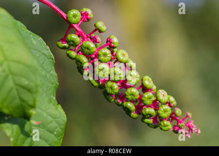A red stalk of the American pokeweed plant with small green nuts ...