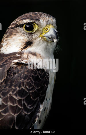 Birds of Pray hawk Stock Photo - Alamy
