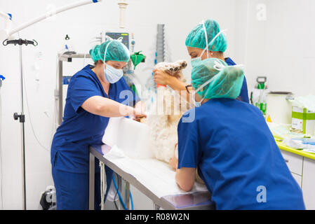 Veterinary surgeons make surgery for dog in the operating room of a ...