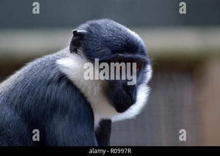 L'Hoests Monkey (Cercopithecus Ihoesti Stock Photo - Alamy
