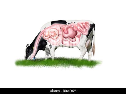 Digital illustration of a cow digestive system Stock Photo - Alamy