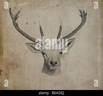 Digital ink illustration of a deer head Stock Photo - Alamy