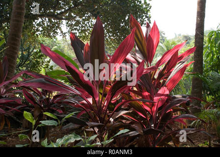 India Goa State Flowers And Plant On Colva Beach With The Typical ...