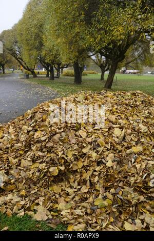 Heap of autumn yellow leaves Stock Photo - Alamy