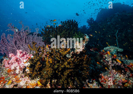 Melithaea Splendens Corals Maldives Stock Photo - Alamy
