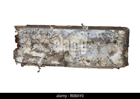 mine fungus mycelium on old beam ( Fibroporia vaillantii Stock Photo ...