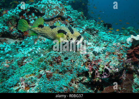 Puffer fish Maldives Stock Photo - Alamy