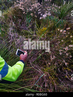 Photographer snaps Australian native plants Stock Photo - Alamy