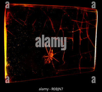 Prehistoric spider preserved in amber Stock Photo - Alamy