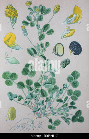 Medicago lupulina, commonly known as black medick, nonesuch, or hop ...