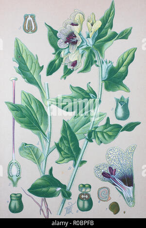 Henbane (Hyoscyamus niger), also known as stinking nightshade or black ...