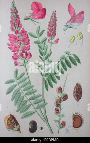 Onobrychis viciifolia, Sainfoin, Saat-Esparsette, seed, close up, seed ...