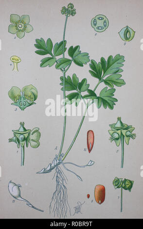 Moschatel, Five-faced bishop, Hollowroot, Muskroot, Townhall clock ...