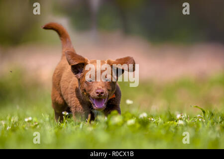 Little puppy running through a green meadow Stock Photo - Alamy