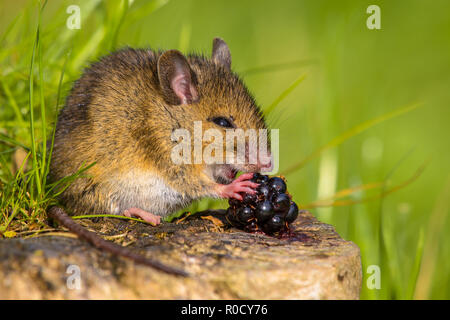 Closeup of a little field mouse eating a leaf in Serengeti National ...