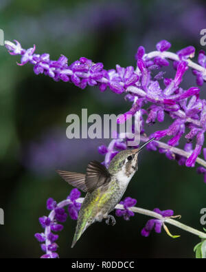 Immature male Costa's Hummingbird (Calypte costae) feeding on Mexican ...