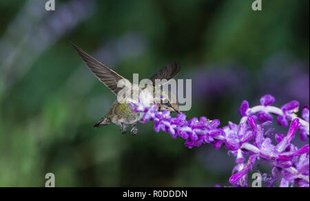 Immature male Costa's Hummingbird (Calypte costae) feeding on Mexican ...