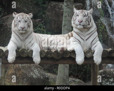couple of white tigers Stock Photo - Alamy