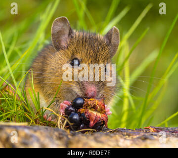 Closeup of a little field mouse eating a leaf in Serengeti National ...
