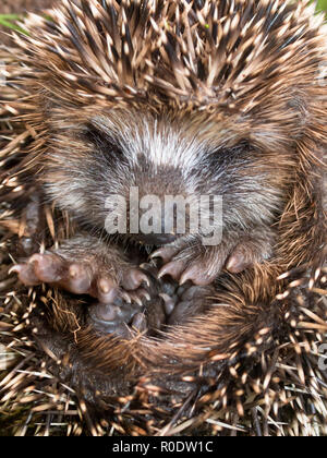 young hedgehogs - sleeping Stock Photo - Alamy