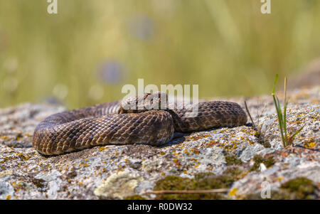 Rock viper, coastal viper or Ottoman viper (Vipera xanthina) moving ...