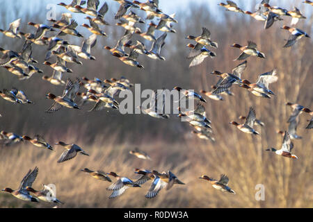 Migrating ducks are leaving to the southern hibernating areas in autumn ...
