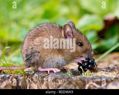 Wild wood mouse eating raspberry Stock Photo - Alamy