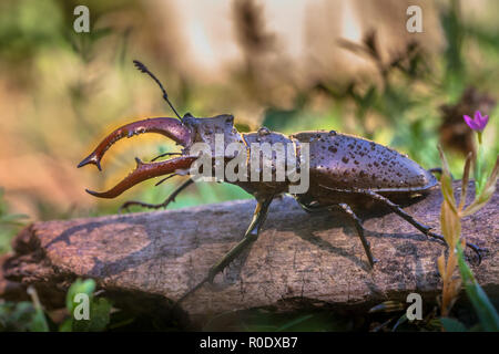 Stag Beetle (Lucanus cervus) Outdoor in Natural Habitat Stock Photo - Alamy