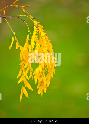 Autumn, background, beautiful, branch, bright, cloud, environment, fall ...