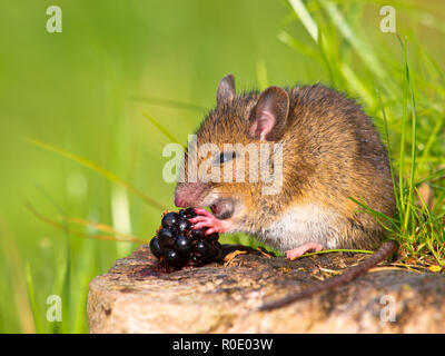 Wild wood mouse eating raspberry Stock Photo - Alamy