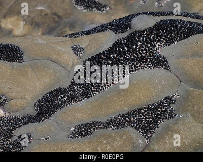Mussels in a tidal pool West Kirby UK Stock Photo - Alamy