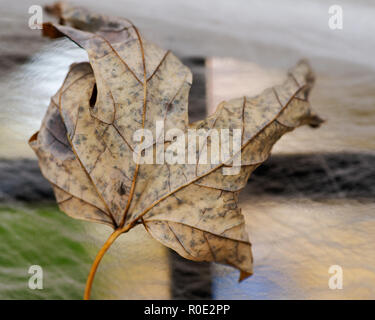 Decorative golden autumn leaves. Fake autumnal leaves on white ...