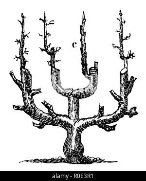 Pear tree with elder Stock Photo - Alamy