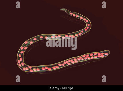 Computer illustration of Mansonella ozzardi, a roundworm nematode that ...