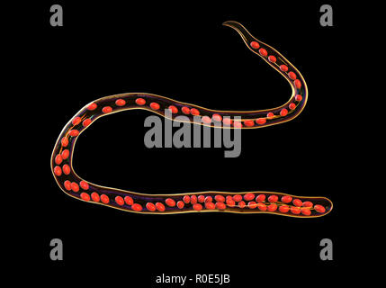 Computer illustration of Mansonella ozzardi, a roundworm nematode that ...