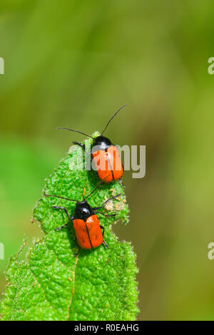 Hazel Pot Beetle Stock Photo - Alamy