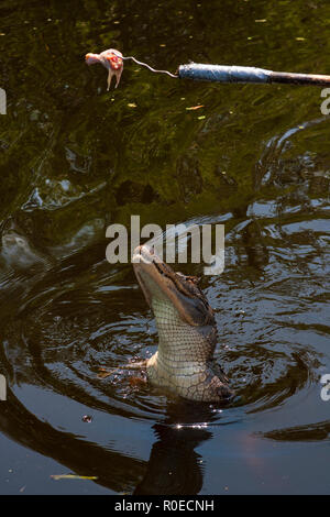 An alligator in a bayou swamp near New Orleans, Louisiana Stock Photo ...