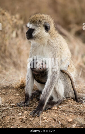A newborn Baby Vervet Monkey in its mothers clutches Stock Photo - Alamy