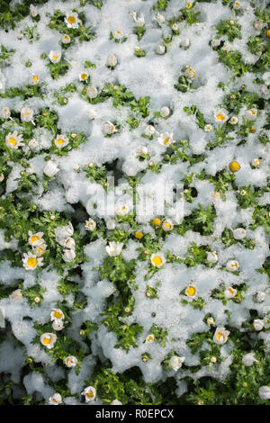 Early flowers oof the spring under snow in a garden Stock Photo - Alamy