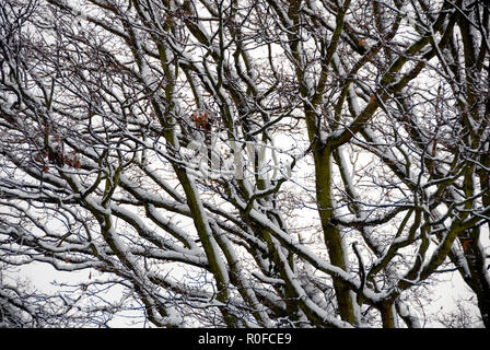 Large oak in fall with snow Stock Photo - Alamy