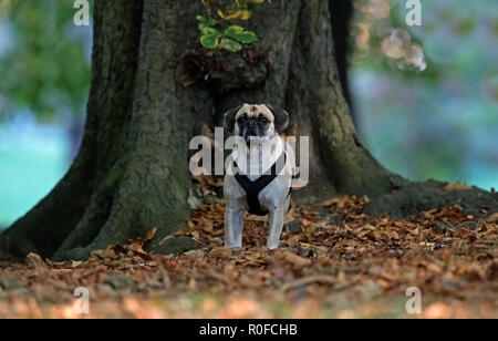 Puggle-Cross between a Pug and Beagle dog- Canis lupus familiaris Stock ...