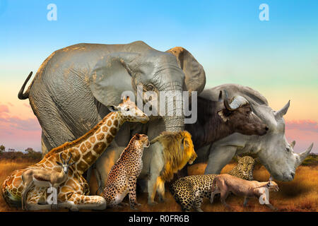 The Big Five Collage Stock Photo - Alamy
