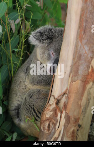 Cute koala bear in Kuranda Koala Gardens in Queensland, Australia ...