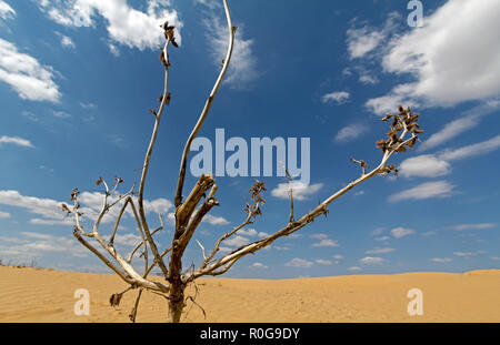 Sand dunes in the Russian desert, Russia, Astrakhan Stock Photo - Alamy