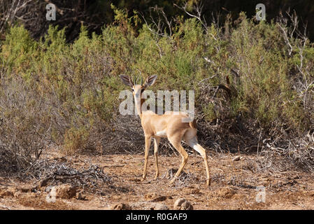 Steenbok Raphicerus campestris Steinbuck small Antelope Steinbok South ...