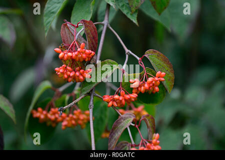 Viburnum setigerum,tea viburnum,red,berries,berrys,autumn,fall,fruit ...